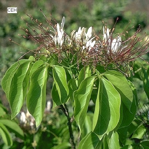 Trapiá - Crateva tapia L.